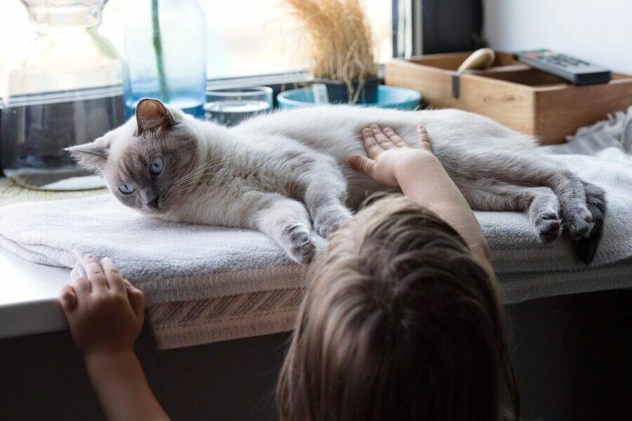 Katzen in der Familie: Was ist für das Zusammenleben wichtig?